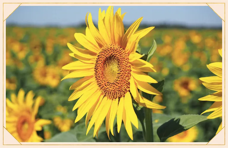 16 Sunflower Facts That Are So Sweet - ProFlowers Blog