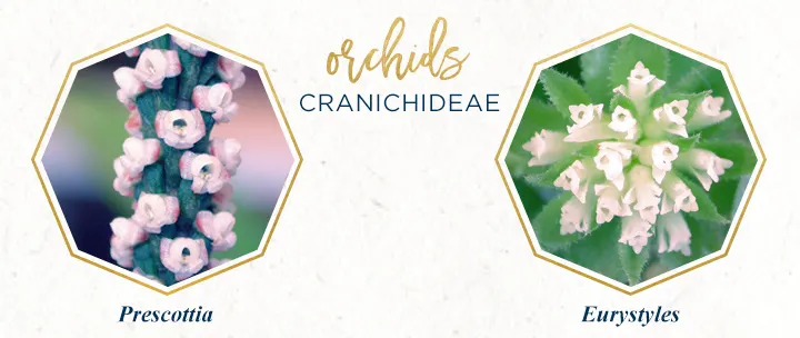 Types of Orchids: A Visual Compendium