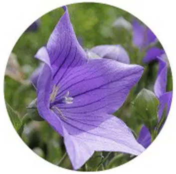 62 Types of Purple Flowers | Proflowers Blog