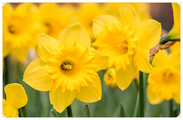 Daffodil Care Guide: How to Care for Daffodils + Growing Tips ...