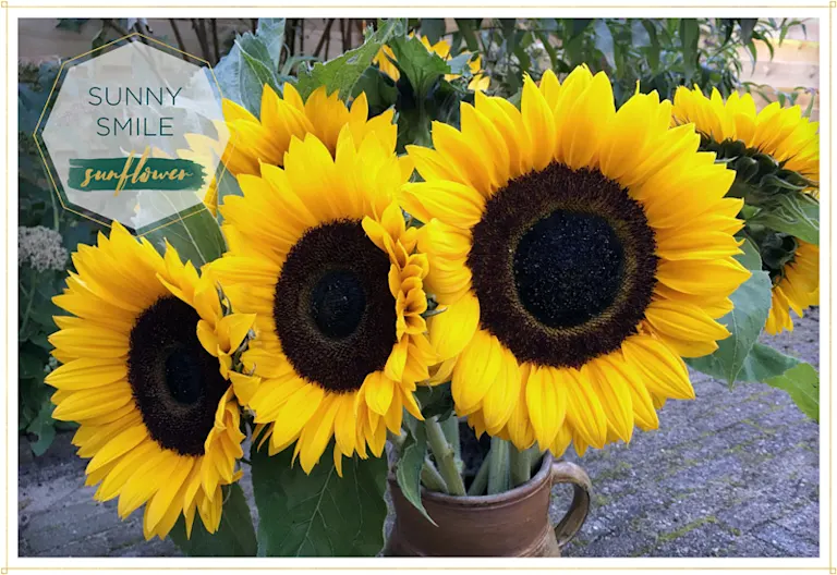 15 Most Beautiful Types of Sunflowers - FTD.com