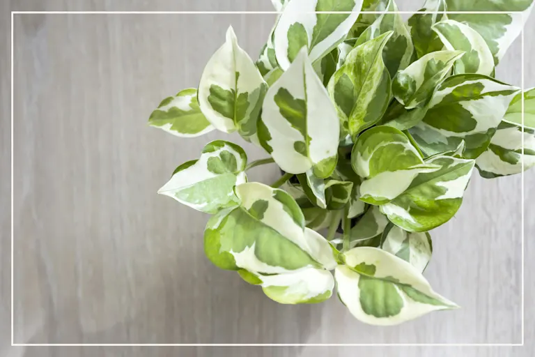 Pothos Plant Care Guide: Growing Information and Tips | Proflowers Blog