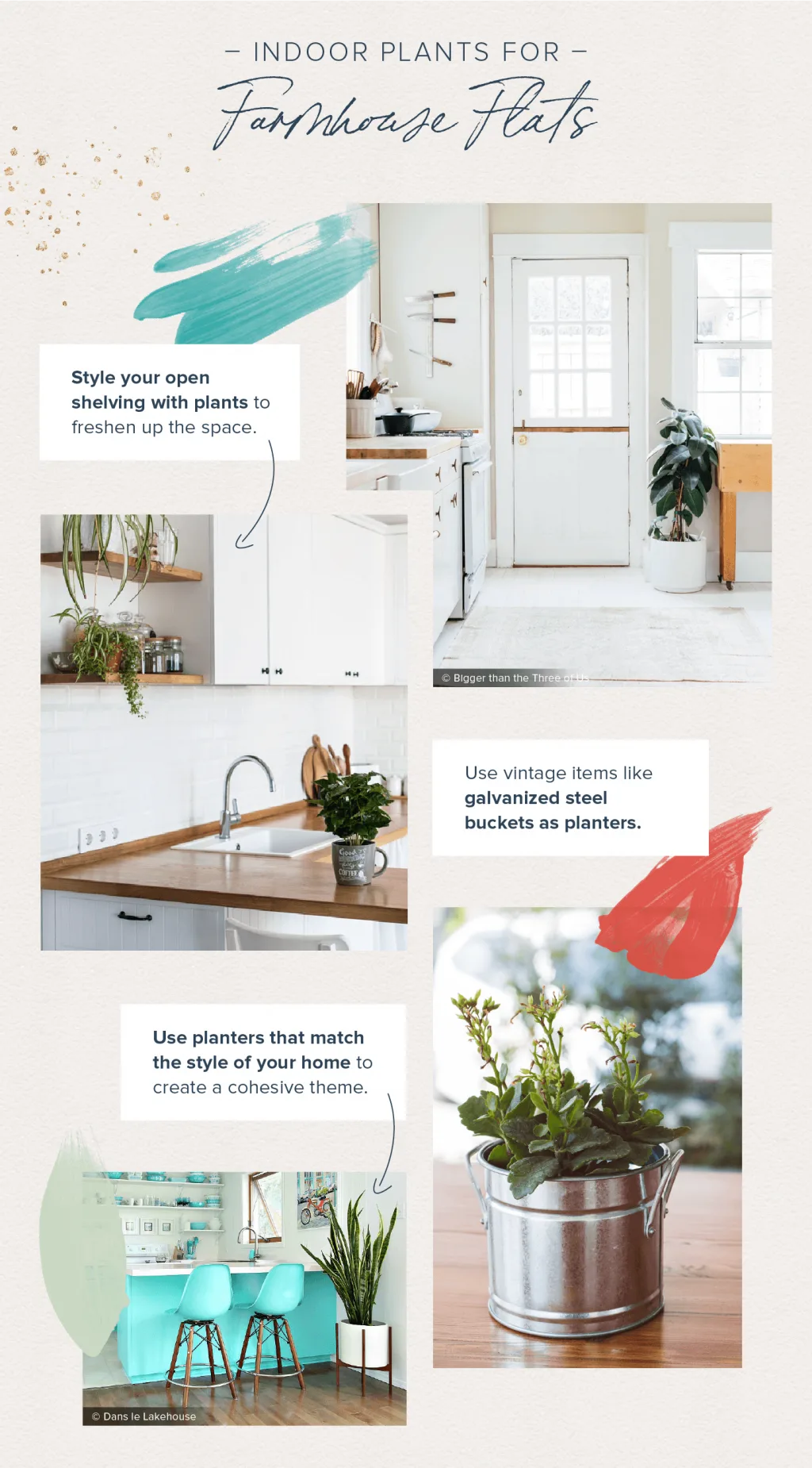 19 Large Indoor Plants for Your Personal Oasis | FTD