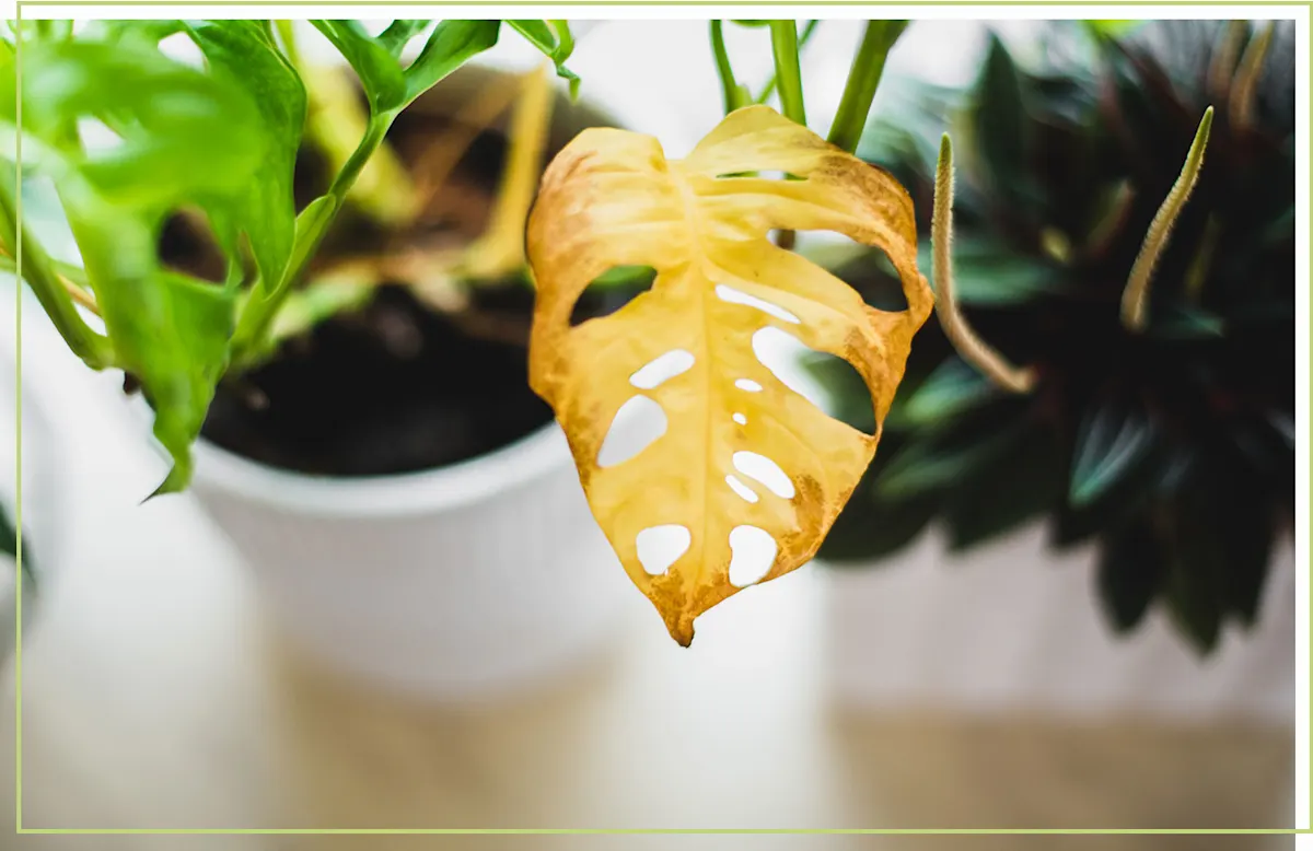 What’s Wrong With My Plant? 10 Common Houseplant Issues + How To Fix ...