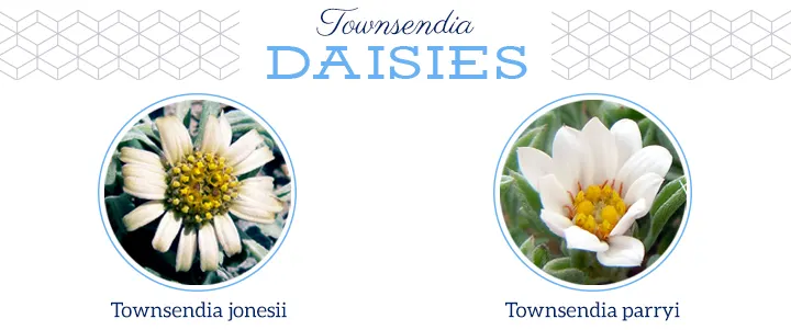 Types of Daisies: A Visual Compendium - FTD.com