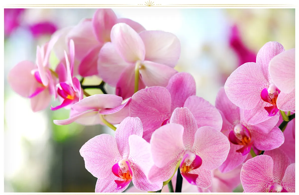 26 Types of Pink Flowers: Tips + Pictures | Proflowers Blog