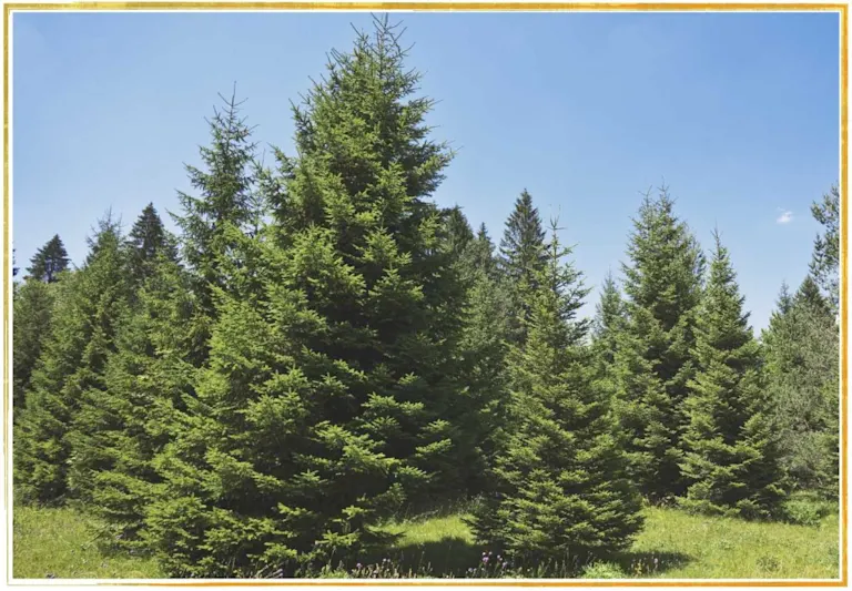 17 Types of Christmas Trees to Deck the Halls - FTD.com