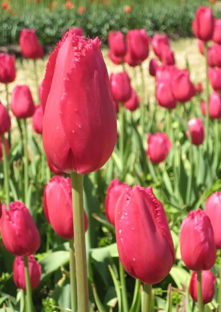 10 Tulip Tips - Fresh by FTD