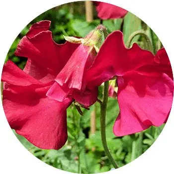 41 Types of Red Flowers - ProFlowers Blog