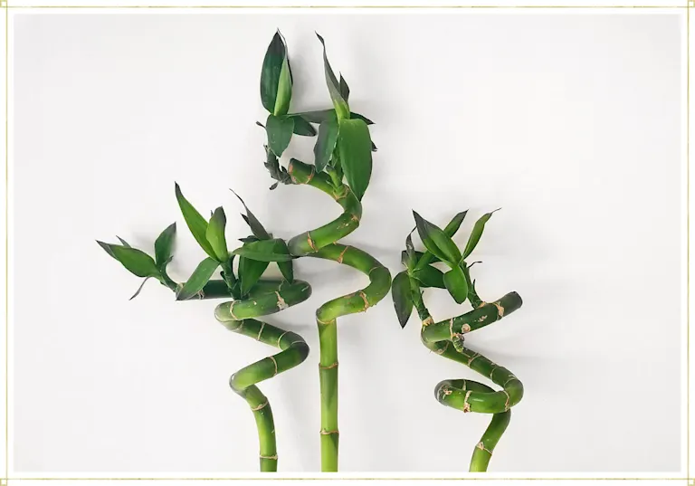 Lucky Bamboo Care Guide: Growing Tips + Facts - ProFlowers Blog