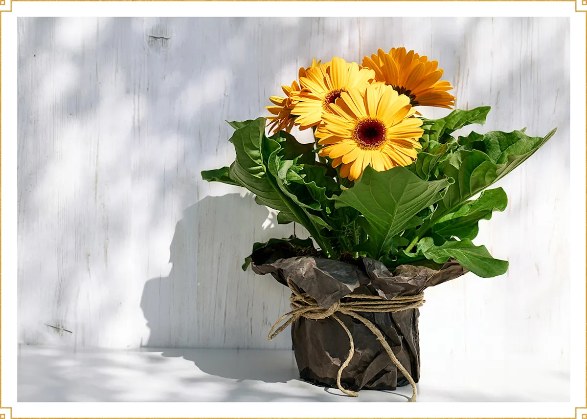 Masculine Flowers: Best Types for Every Occasion | FTD