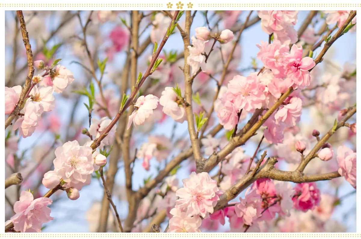 15 Japanese Flower Meanings and Where to Find Them | Proflowers Blog