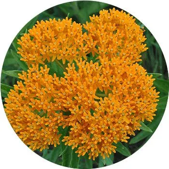 27 Types of Orange Flowers - ProFlowers Blog