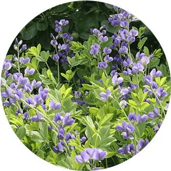 41 Types of Blue Flowers - ProFlowers Blog