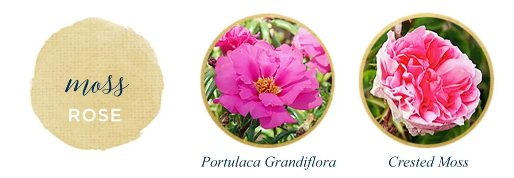 Types of Roses: A Visual Compendium - FTD.com