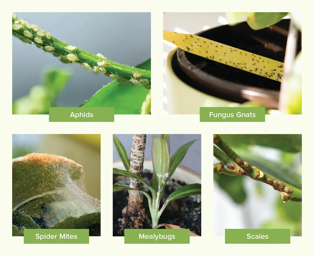 What’s Wrong With My Plant? 10 Common Houseplant Issues + How To Fix ...