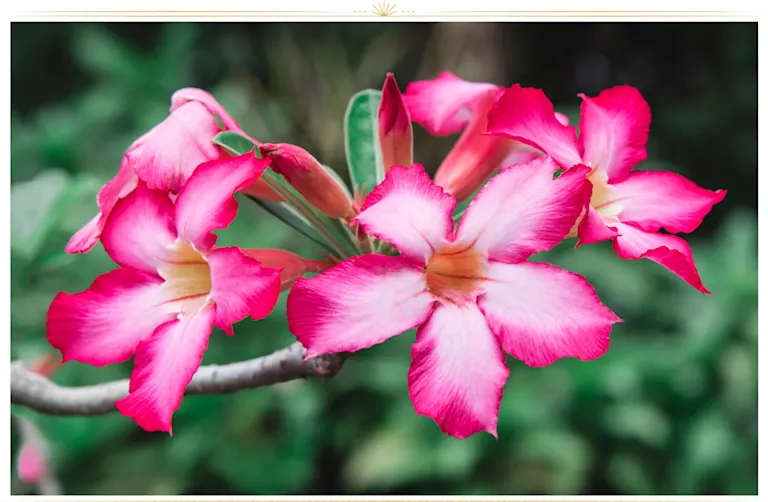 26 Types of Pink Flowers: Tips + Pictures | Proflowers Blog