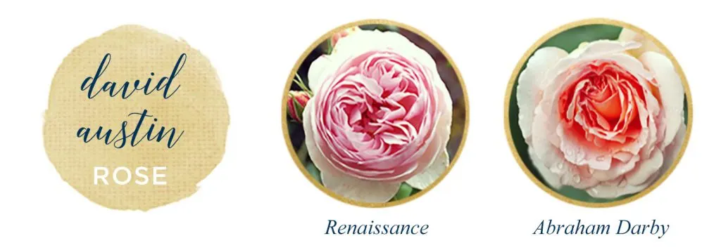 Types of Roses: A Visual Compendium - FTD.com
