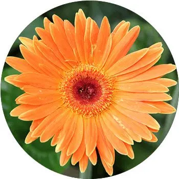 27 Types of Orange Flowers - ProFlowers Blog