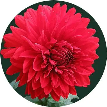 41 Types of Red Flowers - ProFlowers Blog
