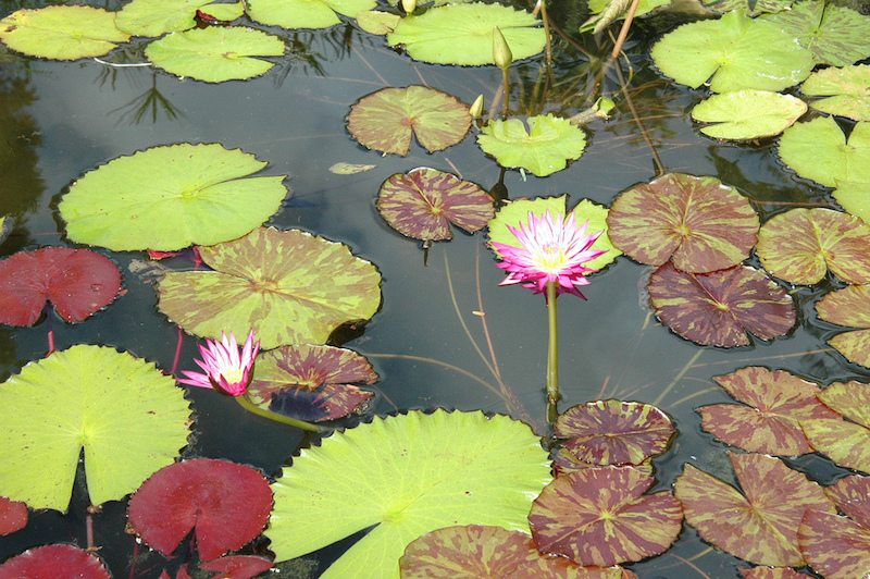 The 15 Best Botanical Gardens in Florida - ProFlowers Blog
