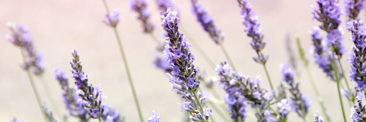 12 Types of Lavender + Growing Info | Proflowers Blog