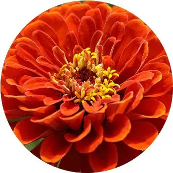 27 Types of Orange Flowers - ProFlowers Blog