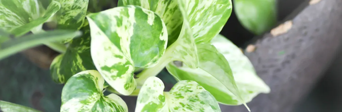 Pothos Plant Care Guide: Growing Information and Tips | Proflowers Blog