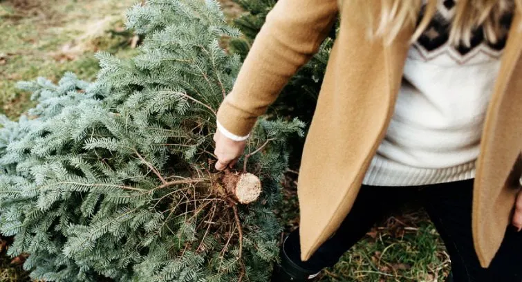 16 Types of Christmas Trees | Proflowers Blog