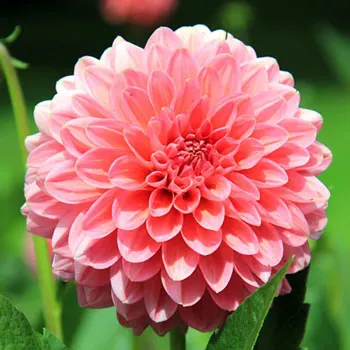 151 Types of Flowers + Images and Growing Tips | Proflowers Blog