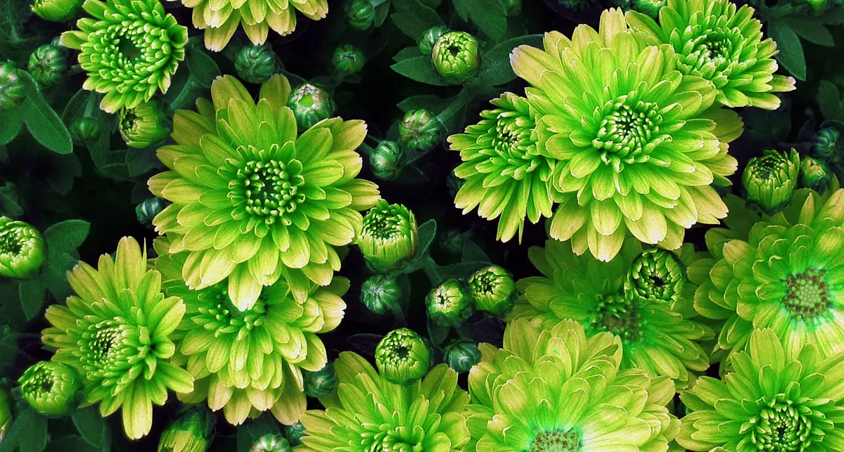Flower Facts Archives - ProFlowers Blog