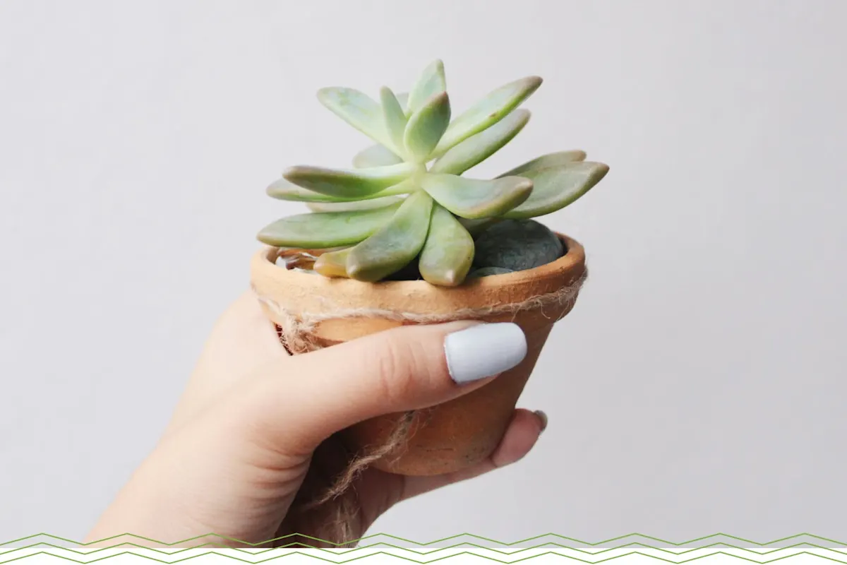 11 Adorable Mini Succulents Uses + Growing Tips | Proflowers Blog