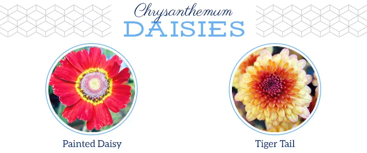 Types of Daisies: A Visual Compendium - FTD.com