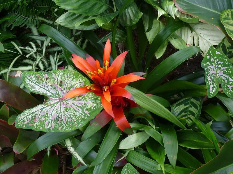 The 15 Best Botanical Gardens in Florida | Proflowers Blog