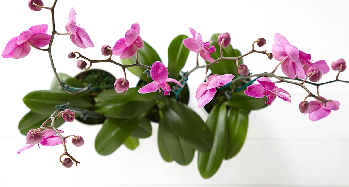 The Orchid: Meaning & History Behind This Exotic Flower | Proflowers Blog