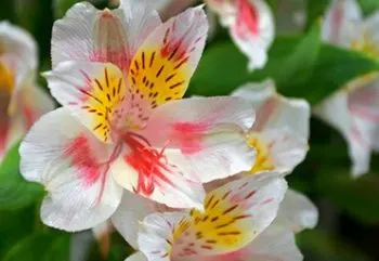 History and Meaning of Peruvian Lily | Proflowers Blog