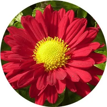 41 Types of Red Flowers - ProFlowers Blog