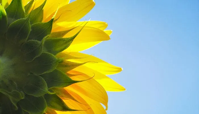 Hello Sunshine 9 Interesting Facts About Sunflowers