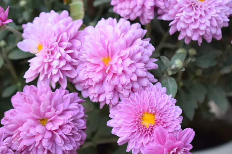 Best Sympathy Flowers: 12 Florals, Their Meaning and Etiquette Tips ...
