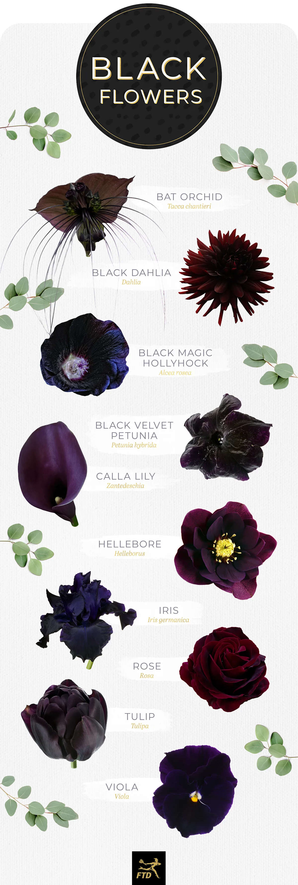 10 Types of Black Flowers - FTD.com