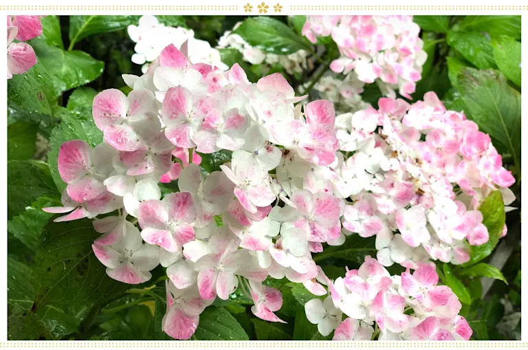 15 Japanese Flower Meanings and Where to Find Them | Proflowers Blog