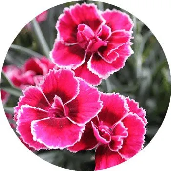 41 Types of Red Flowers - ProFlowers Blog