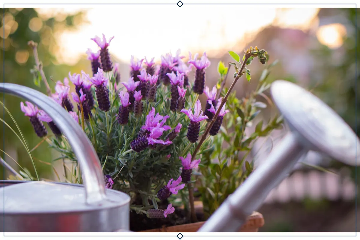 12 Types of Lavender + Growing Info | Proflowers Blog