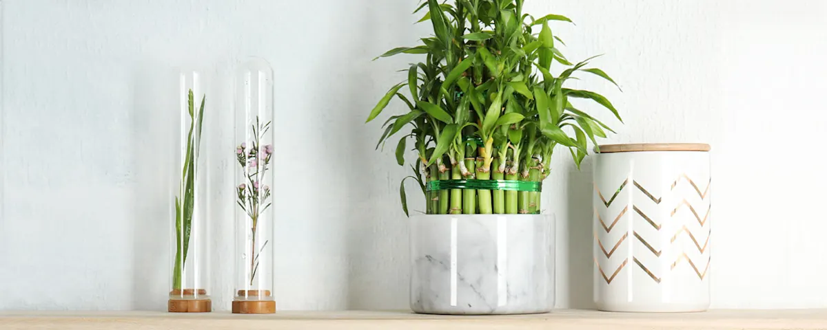 Lucky Bamboo Care Guide: Growing Tips + Facts | Proflowers Blog