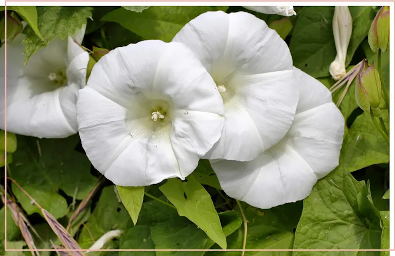 36 Kinds of Flowering Weeds + Tips on Finding Beauty in Unlikely Places ...