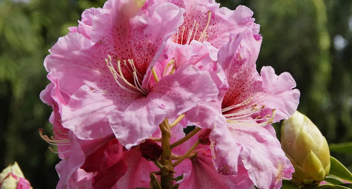 Washington State Flower - The Coast Rhododendron | Proflowers Blog