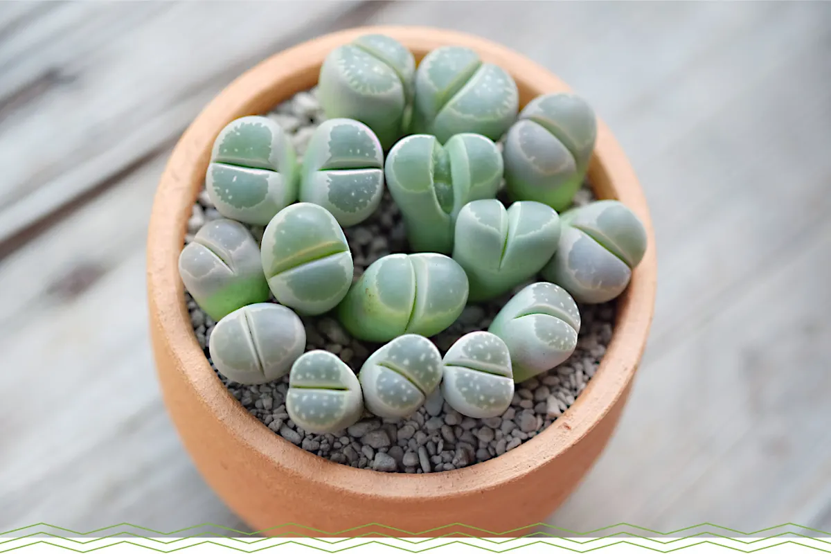 11 Adorable Mini Succulents Uses + Growing Tips | Proflowers Blog
