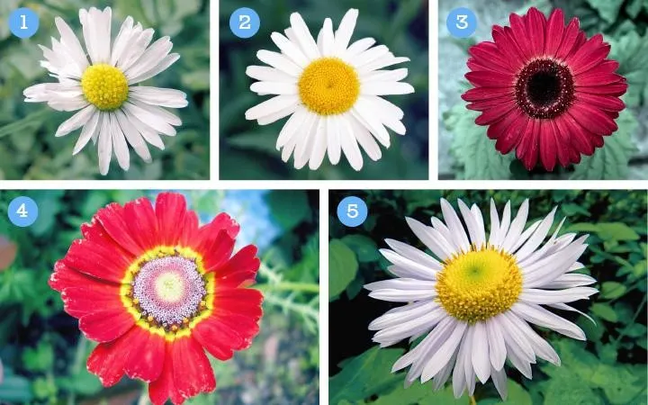 Types of Daisies: A Visual Compendium - FTD.com