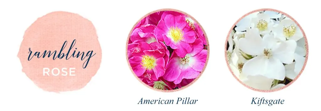 Types of Roses: A Visual Compendium - FTD.com