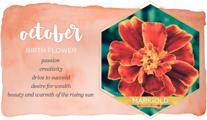 Birth Month Flowers and Their Meanings